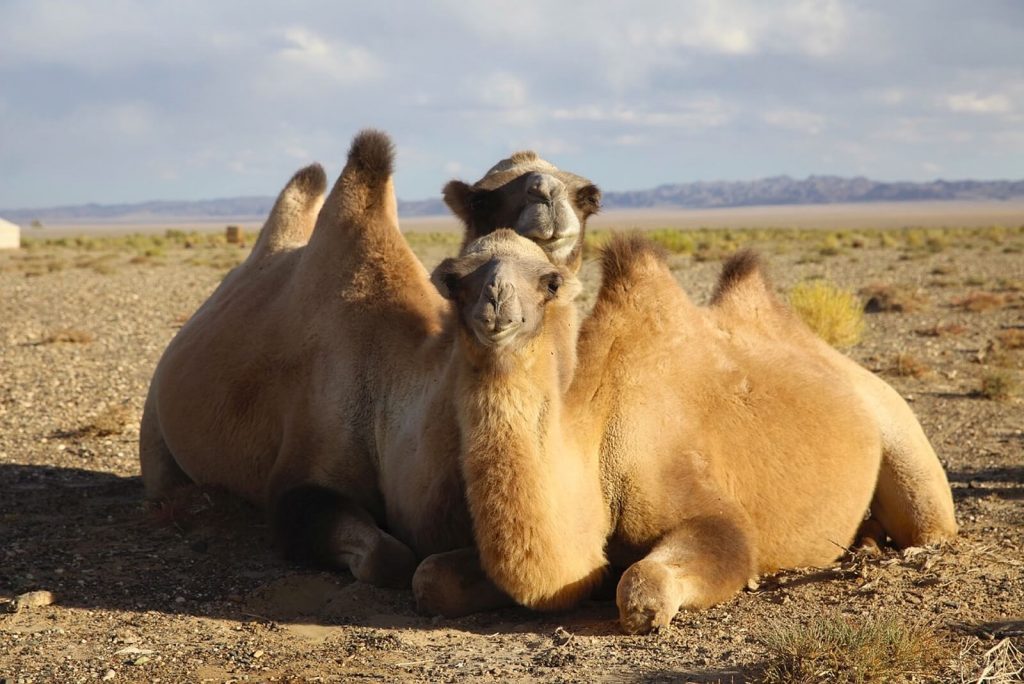 The Wild Camel Protection Foundation (WCPF)