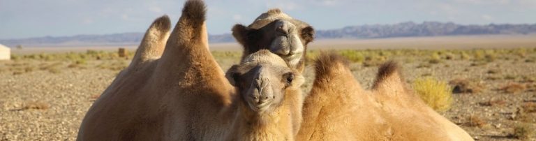 Wild Camels | The Wild Camel Protection Foundation