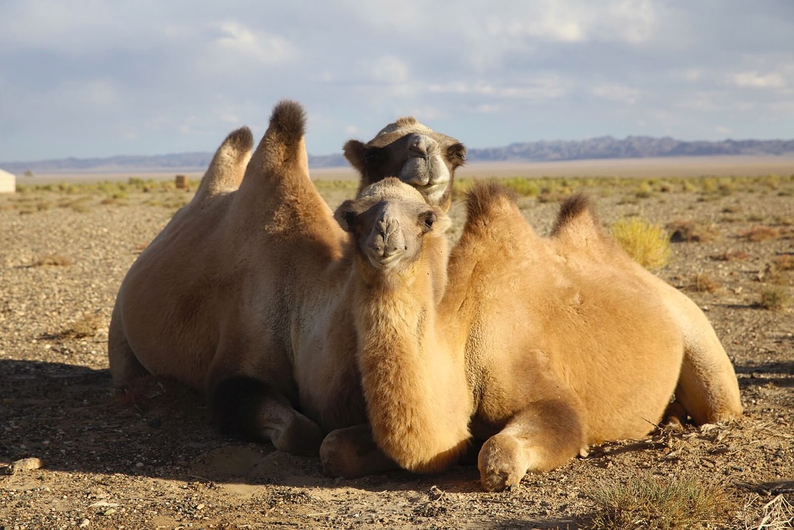 The Wild Camel Protection Foundation (WCPF)