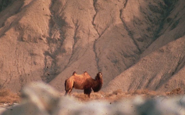 Wild Camels | The Wild Camel Protection Foundation