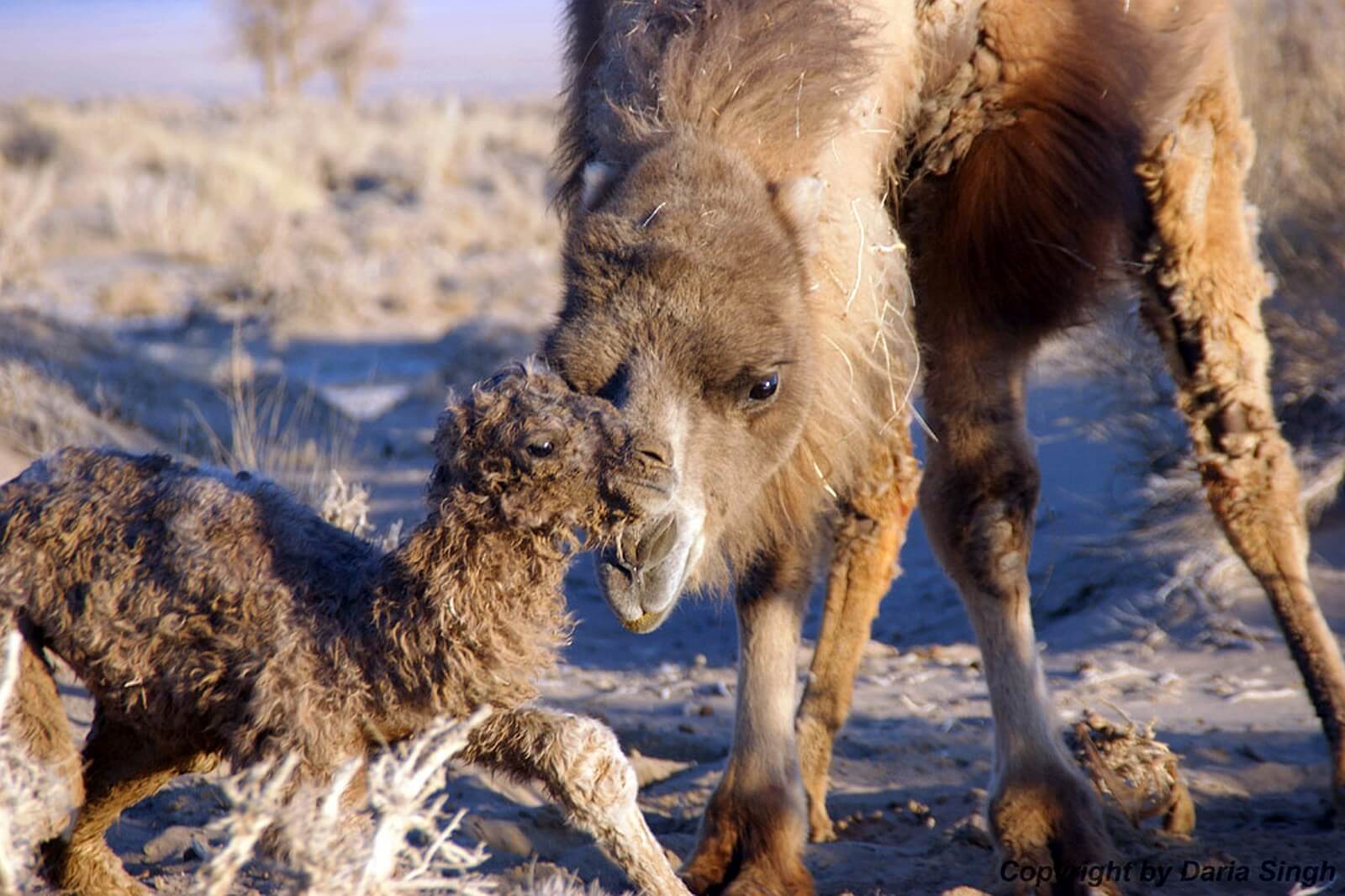Breeding Programme | The Wild Camel Protection Foundation