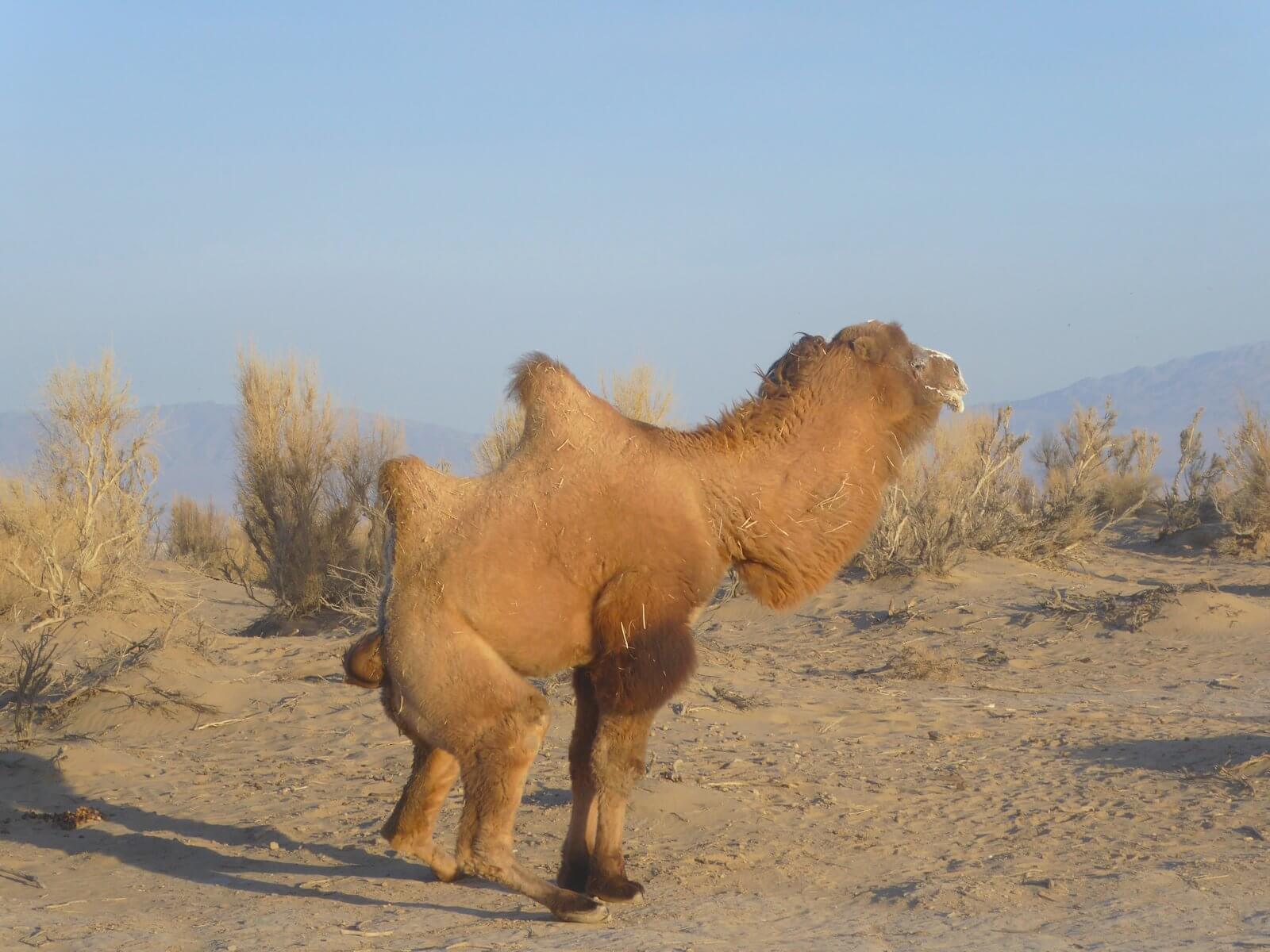 The Wild Camel and John Hare, Warm Up in the Coldest Conditions | The ...