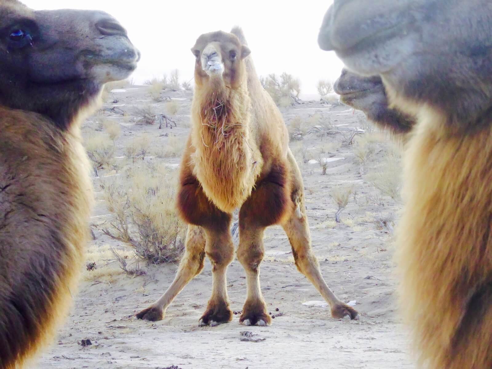 The Wild Camel and John Hare, Warm Up in the Coldest Conditions | The ...