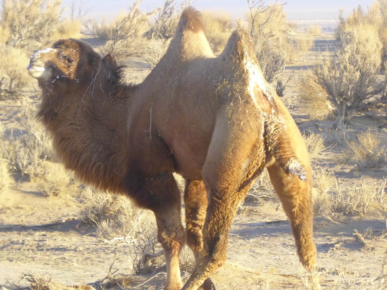 The Wild Camel and John Hare, Warm Up in the Coldest Conditions | The ...