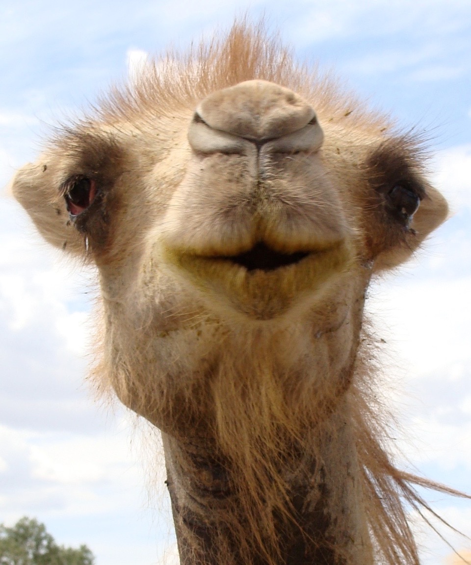 Support from Cincinnati Zoo | The Wild Camel Protection Foundation