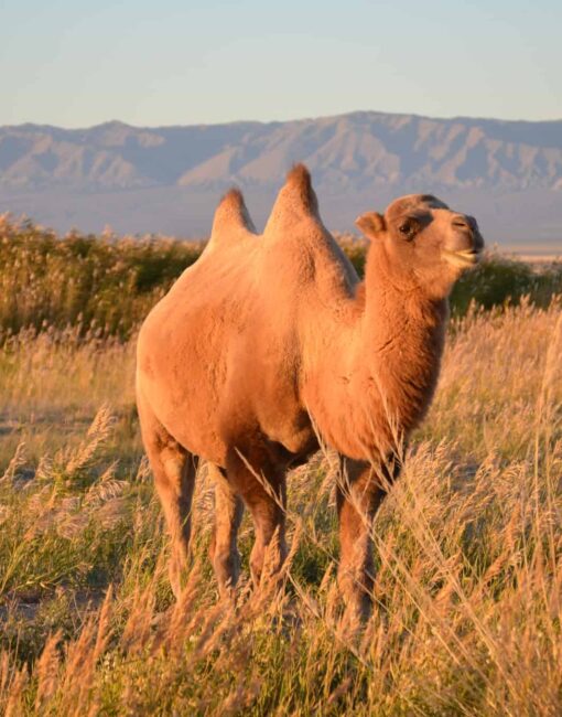 The Wild Camel Protection Foundation (WCPF)