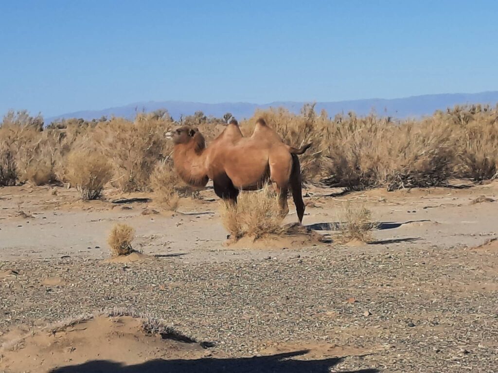 Wild Camel Update | The Wild Camel Protection Foundation