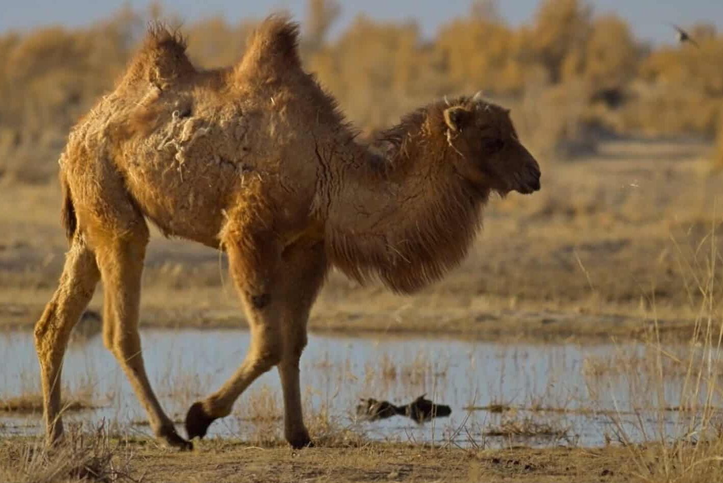 The Wild Camel Protection Foundation (WCPF)