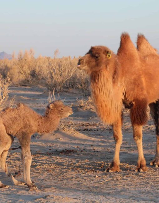 The Wild Camel Protection Foundation (WCPF)